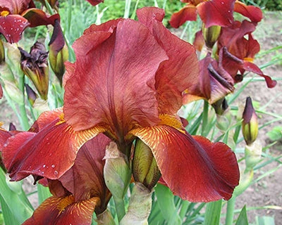 Iris Barbata Alta "Howard Weed" – Vivaio Degl'Innocenti