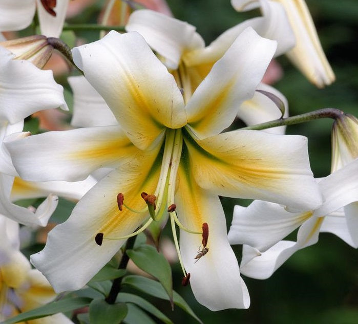 Lilium "Mister Pistache" – Vivaio Degl'Innocenti